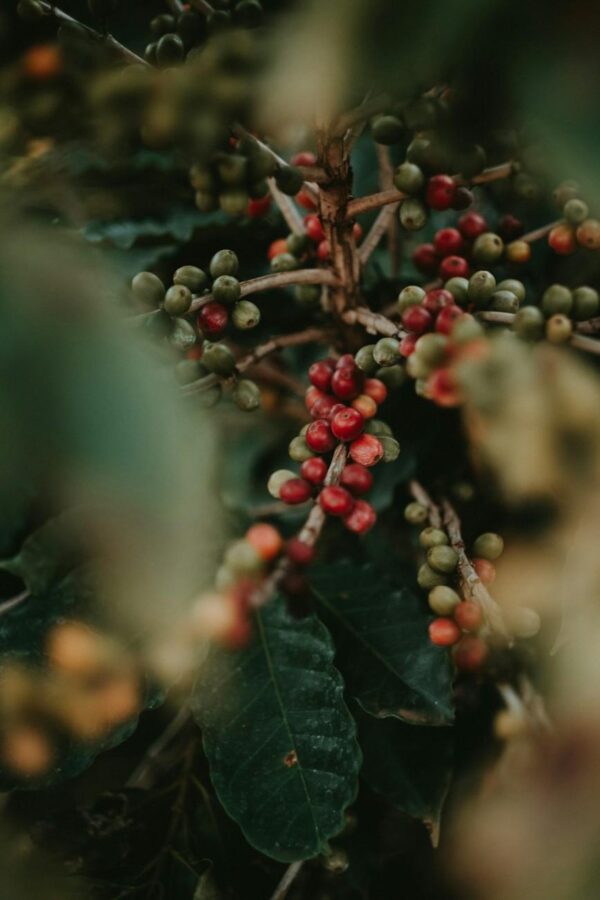 Ethiopian Jimma Coffee Beans | Jimma Region Coffee Export